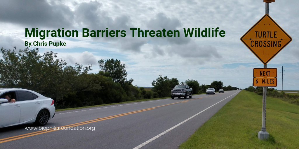 Migration Barriers Threaten Wildlife - Biophilia Foundation